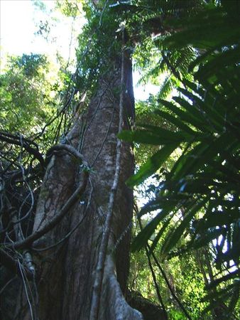 386 Upper Burringbar Road, Upper Burringbar | Property History ...