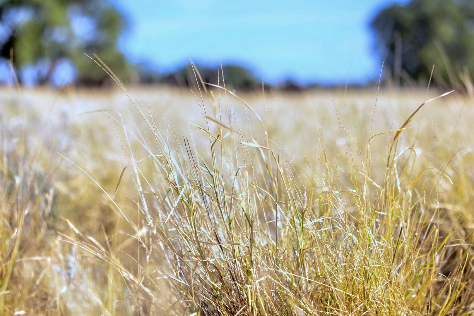"Warrabah" 796 Warrabah Road, Coonamble NSW 2829 - Farm for Sale