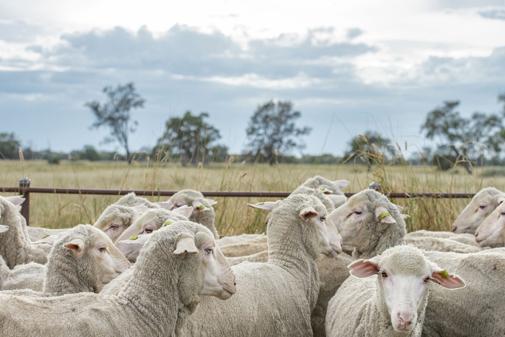 390 Thara Road, Billeroy | Property History & Address Research | Domain