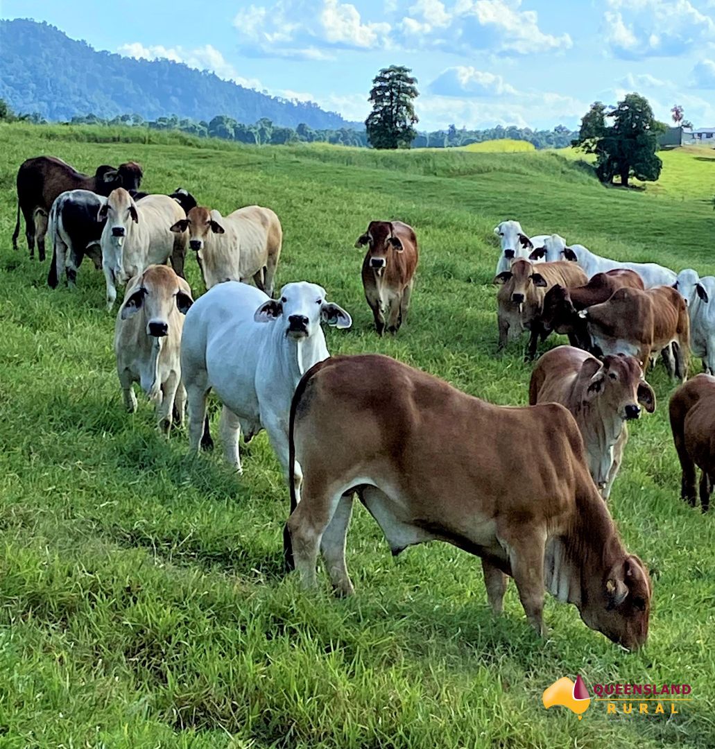 East Palmerston QLD 4860 - House for Sale - $1,300,000 | Domain