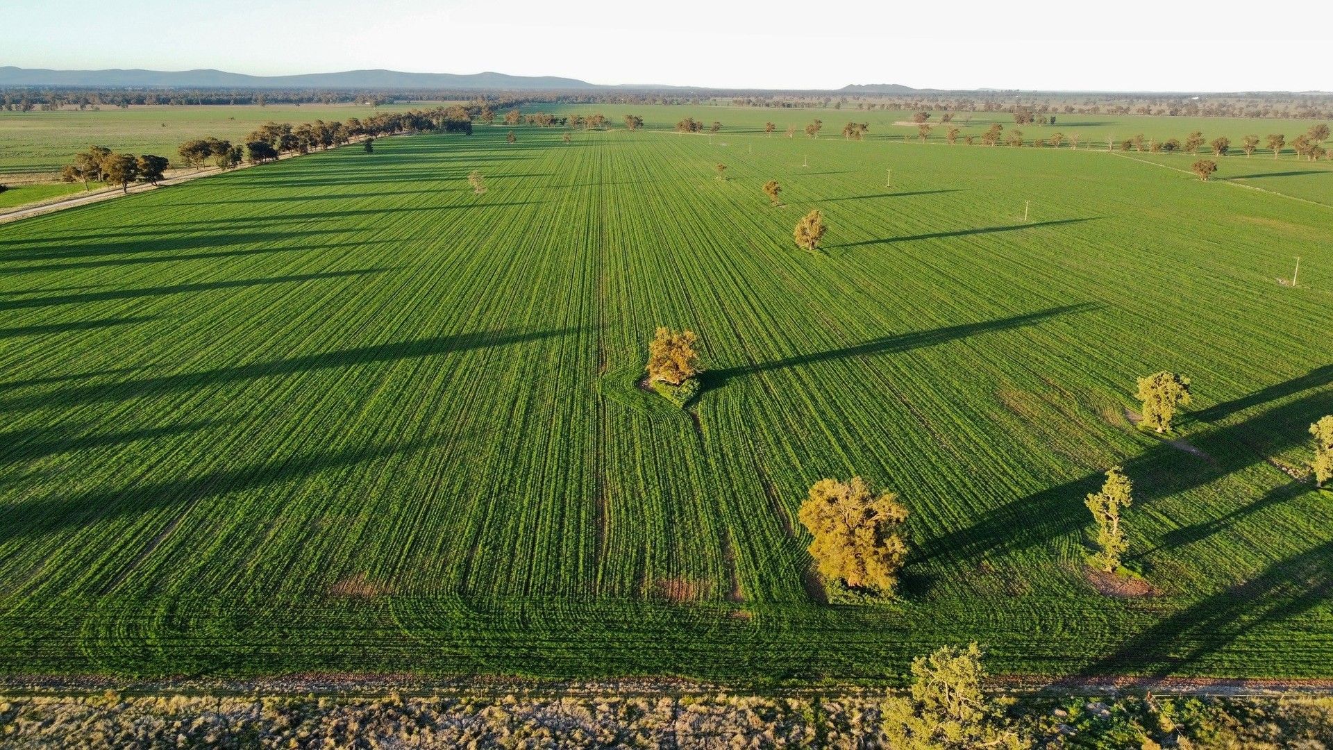 Longhurst Road, Bribbaree NSW 2594 - House for Sale | Domain