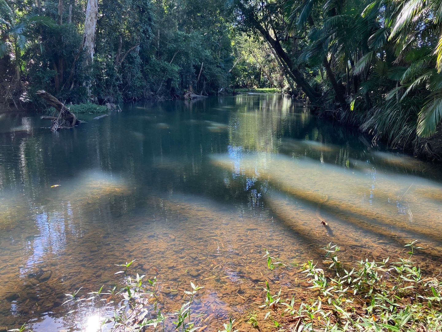 46 Websters Road, Gargett QLD 4741 - Specialist Farm for Sale