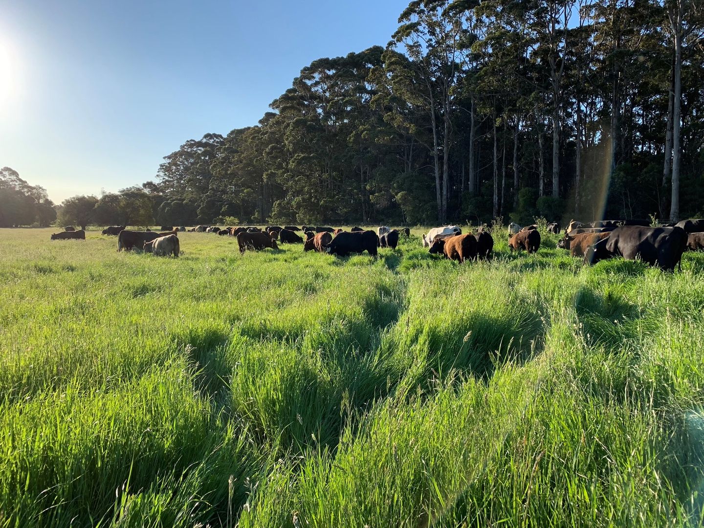 143 Thompson Road, Forest Grove WA 6286 - House for Sale | Domain