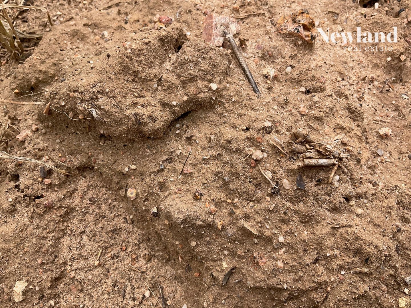 557 Plane Road, Midgee SA 5602 - Specialist Farm for Sale | Domain