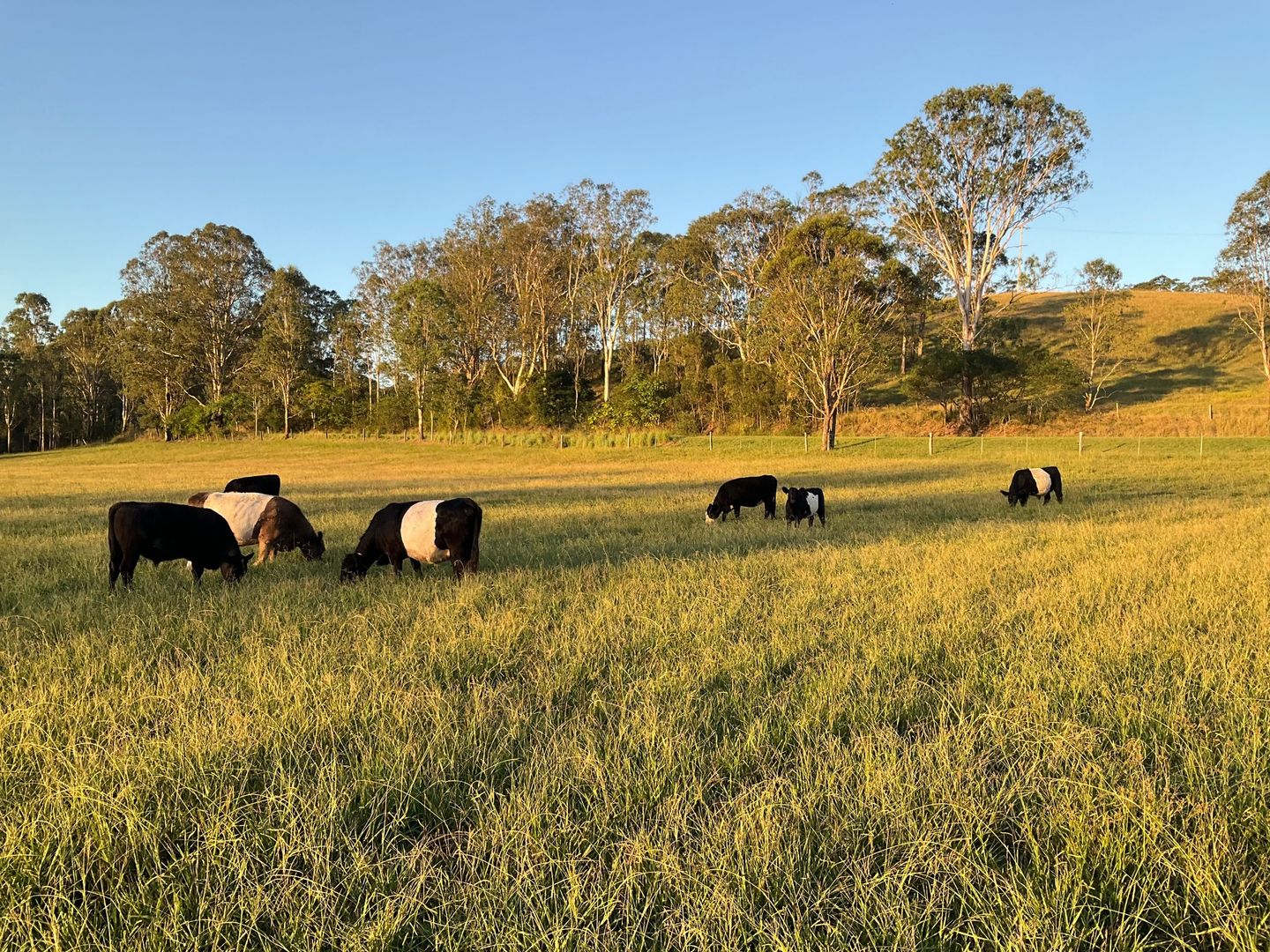 37 Johnsons Creek Road, Stroud Road NSW 2415 - Vacant Land for Sale