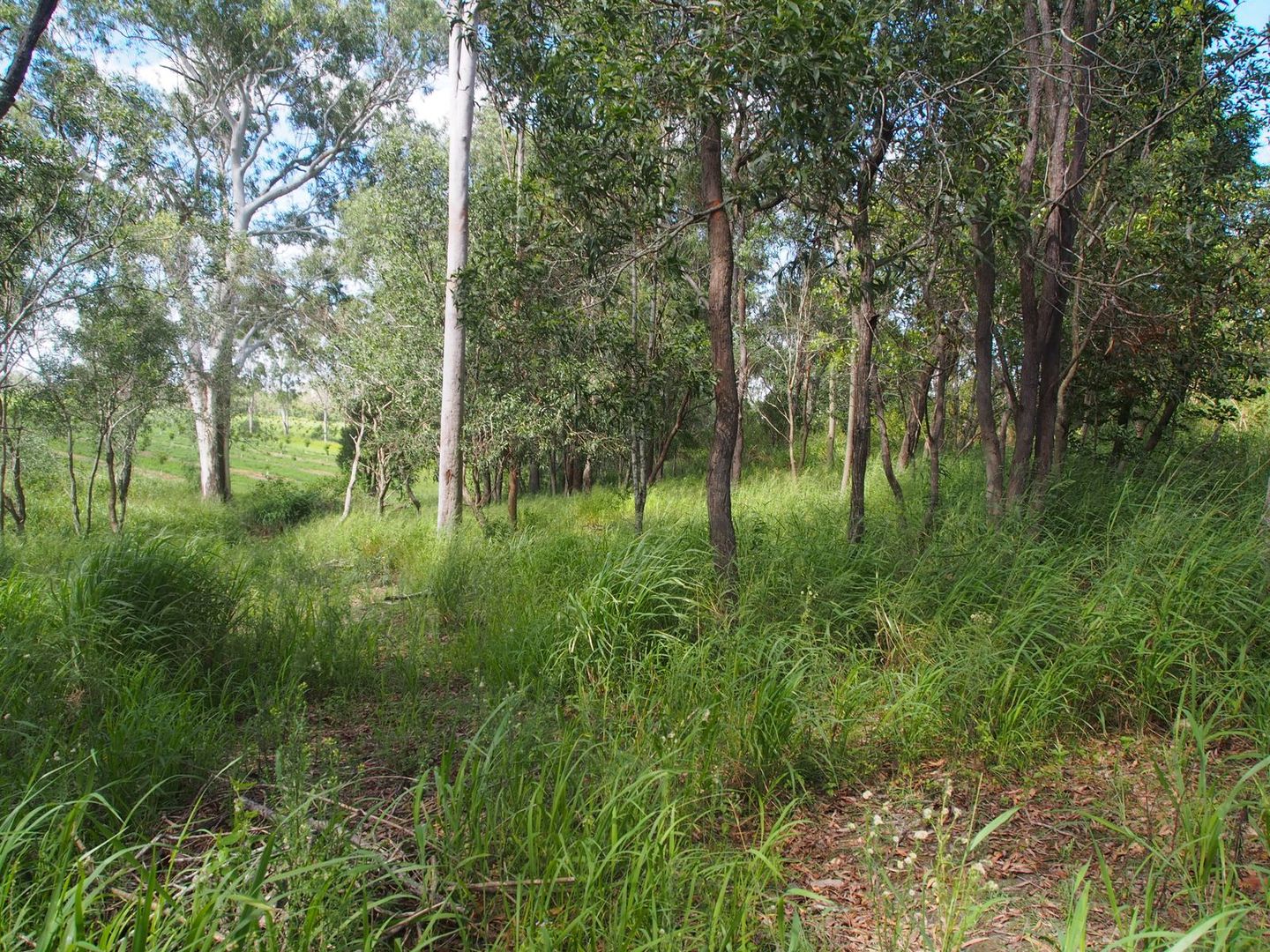 1 Madle Court, Booyal QLD 4671 | Domain