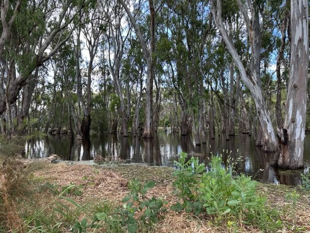11 Armstrong Drive, Barham NSW 2732 | Domain