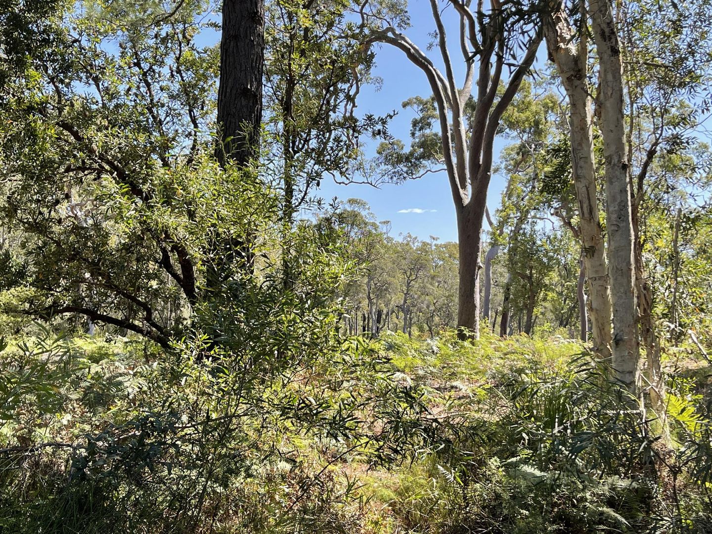 Sold Lot6 Koree Street, Pindimar NSW 2324 on 09 Feb 2022 - 2017320369 ...