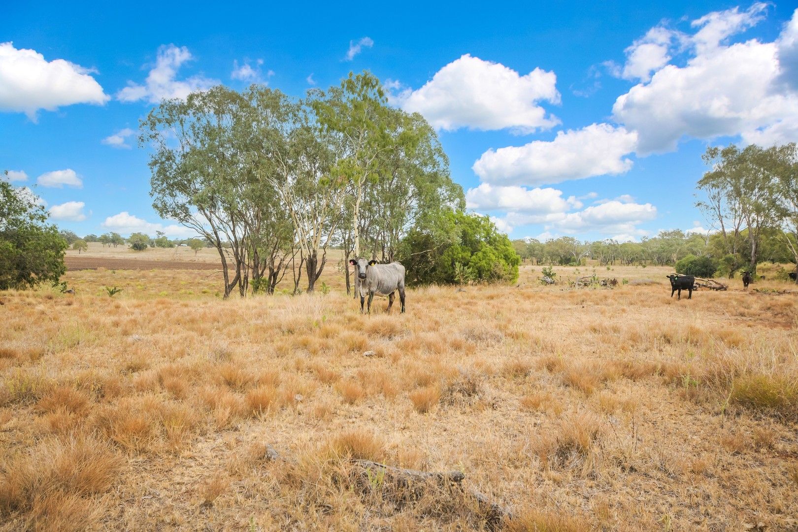 157 Malu Road, Jondaryan QLD 4403 - House for Sale | Domain