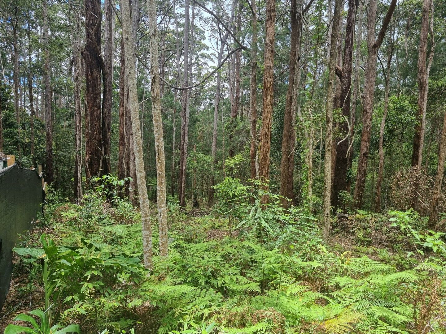 1937 Springbrook Road, Springbrook QLD 4213 | Domain