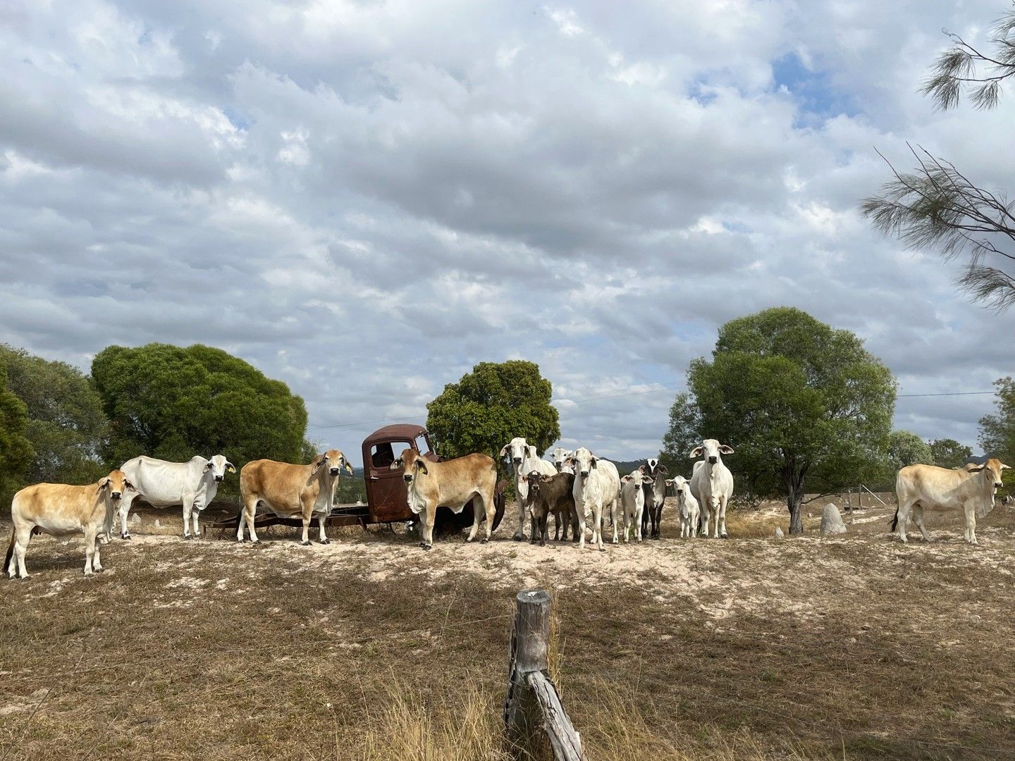 Dimbulah QLD 4872 - House for Sale | Domain