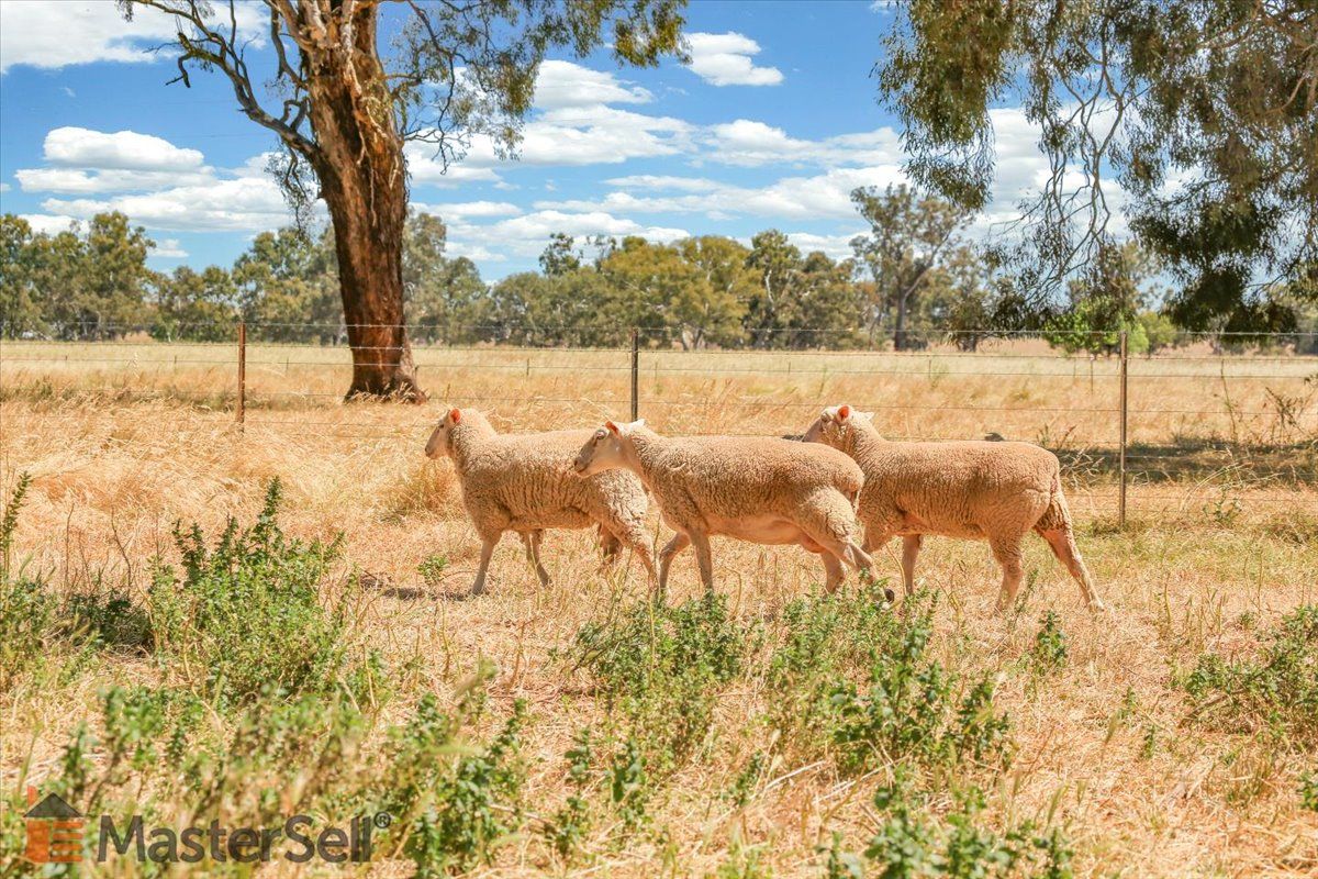 Lot 279/2204 Nangus Road, Nangus NSW 2722 - Rural Lifestyle Property ...