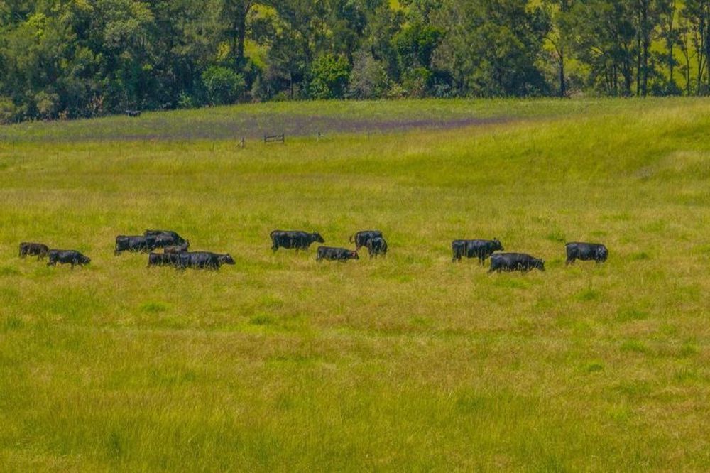 68 Tobins River Rd, Mount Seaview NSW 2446 - House for Sale | Domain