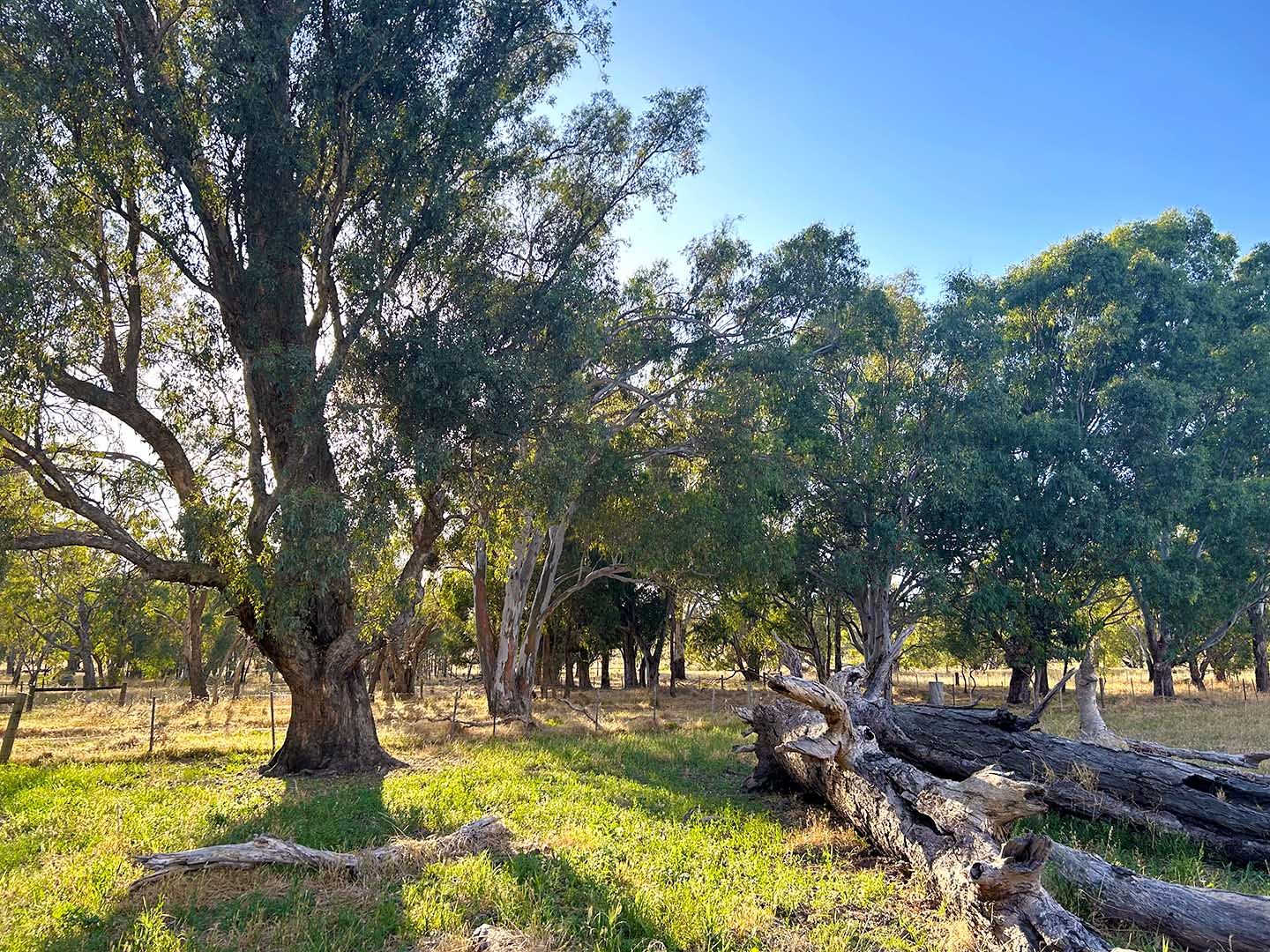 Lot 2 Welshs Road, Baddaginnie VIC 3670 - House for Sale - $550,000