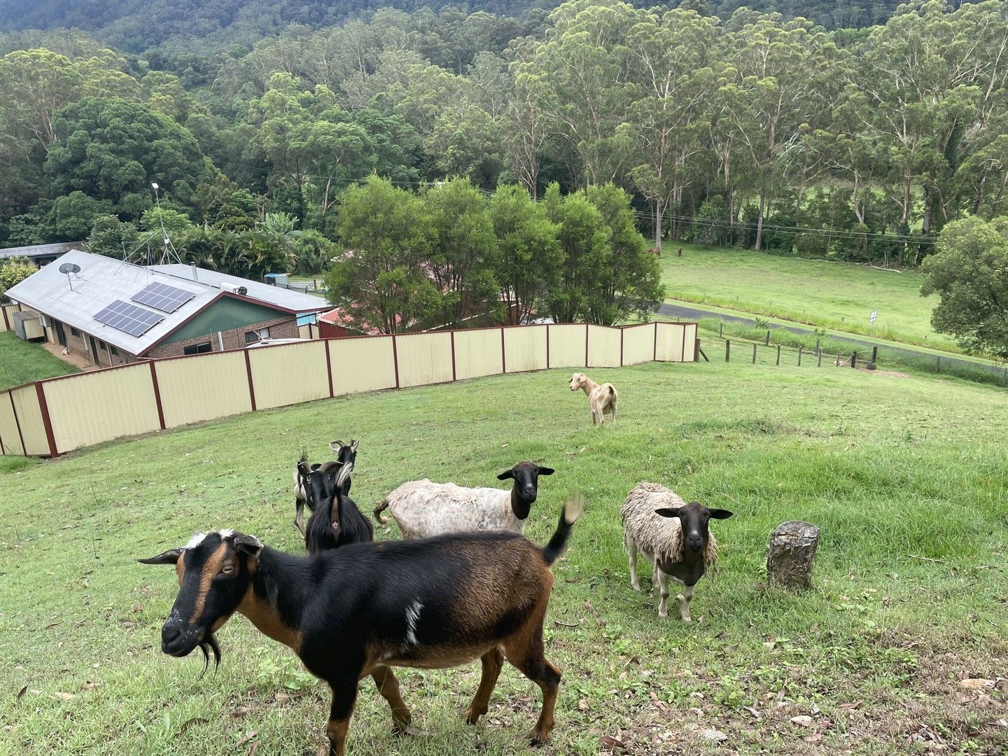 Mount Pleasant QLD 4521 - 3 beds house for Sale, Submit Offers ...