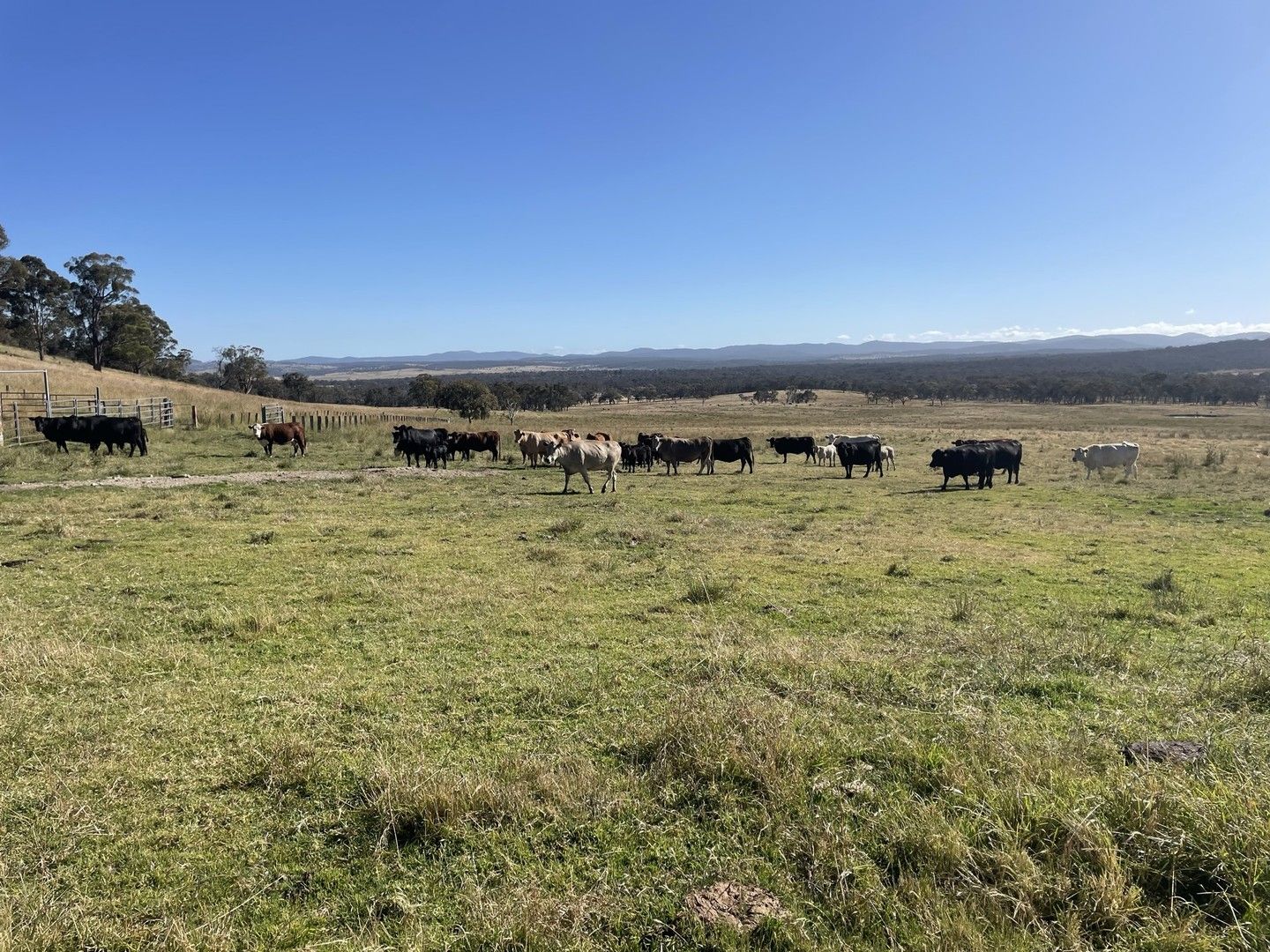 1929 New England Highway, Dundee NSW 2370 - House for Sale - $1,950,000