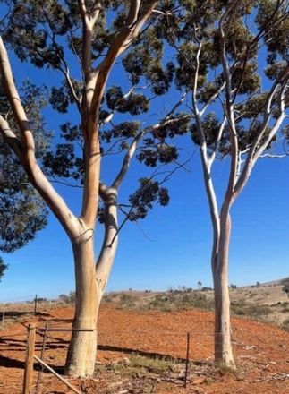 476 Odea Road, Pekina SA 5431 | Domain