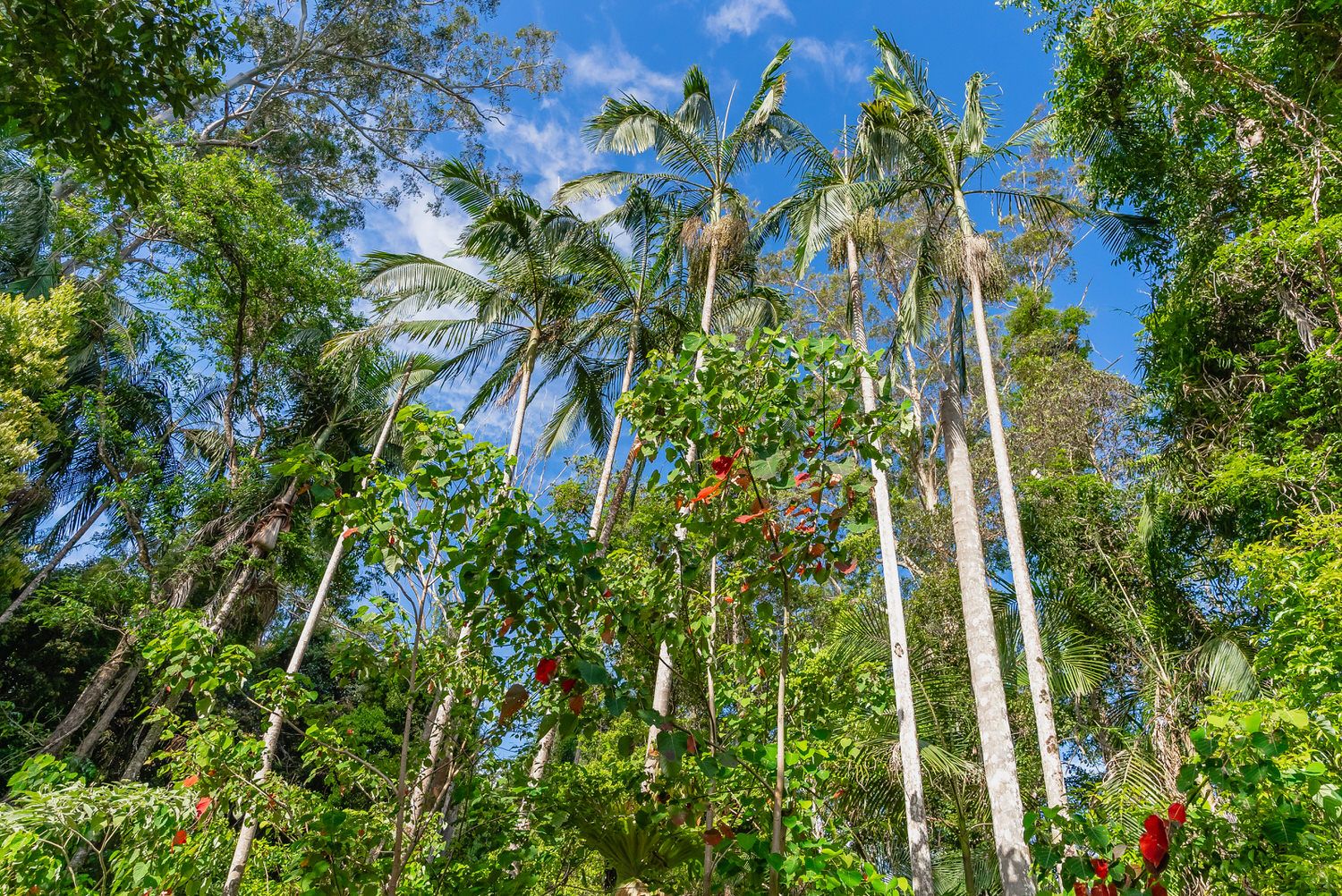 22 Countryview Street, Woombye QLD 4559 | Domain