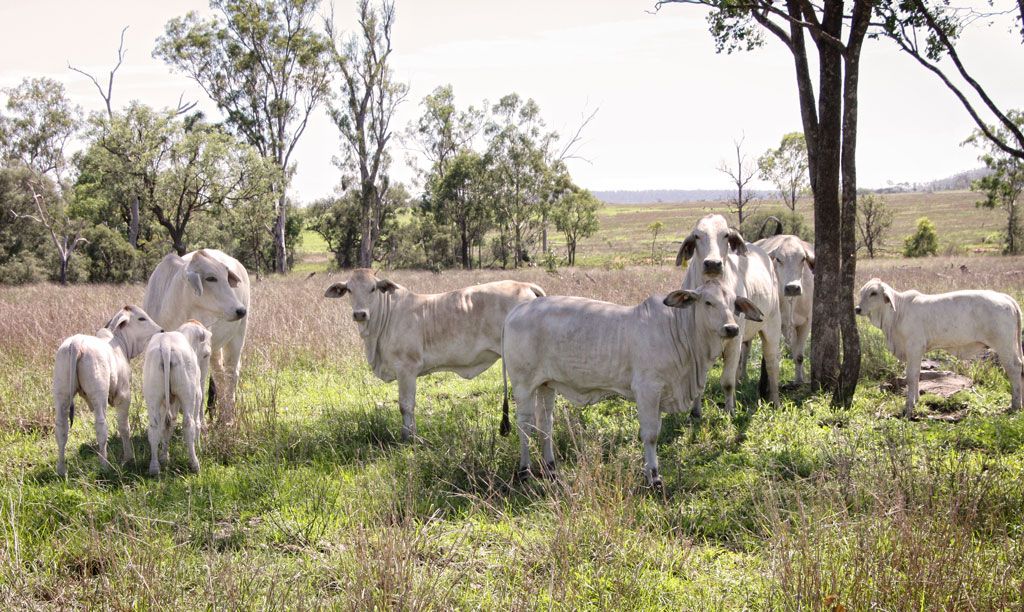 4324 Crowsdale Camboon Road, Castle Creek | Property History & Address ...