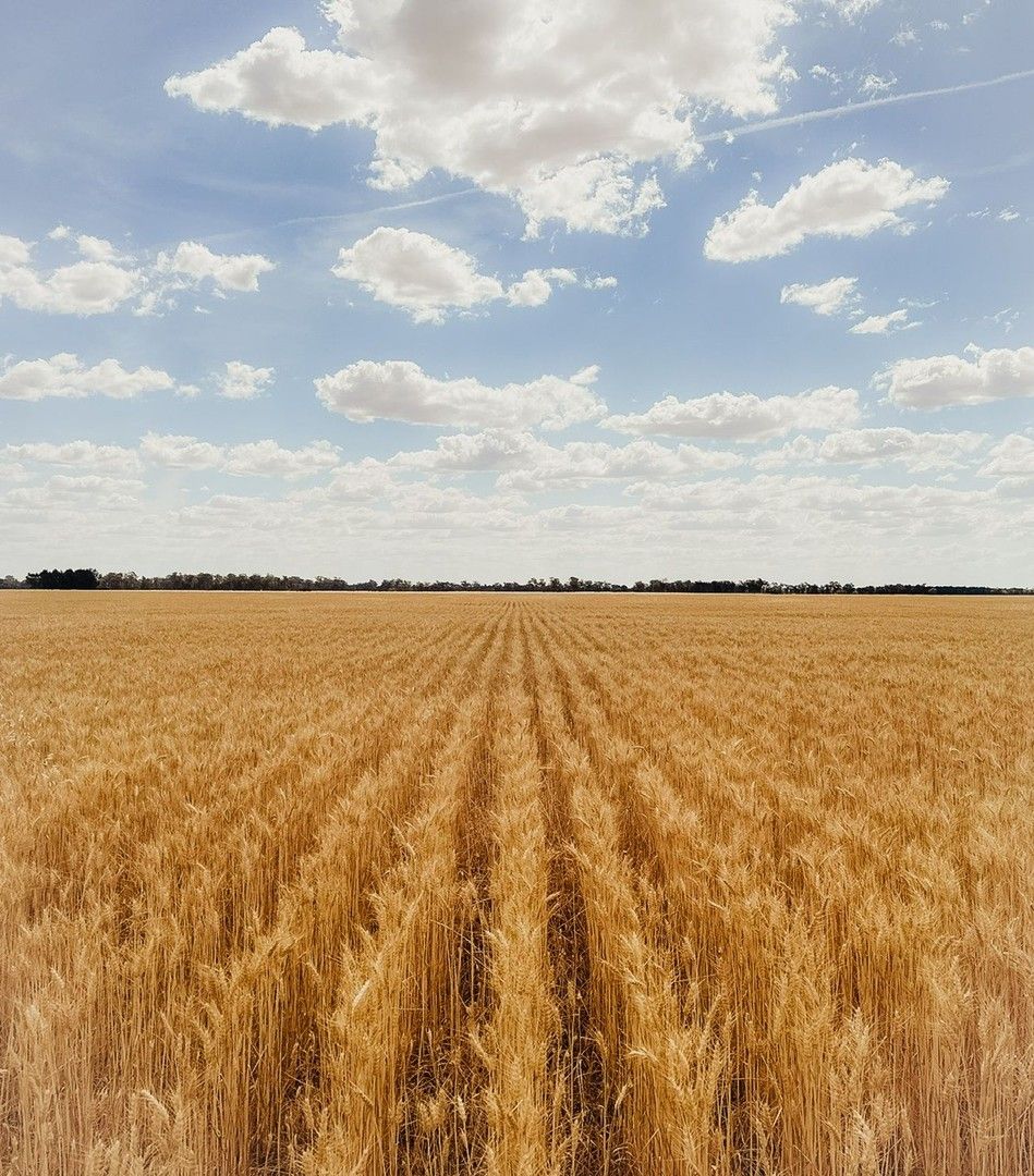 1745 Bimbi Caragabal Road, Bimbi via, Young NSW 2594 - Specialist Farm ...