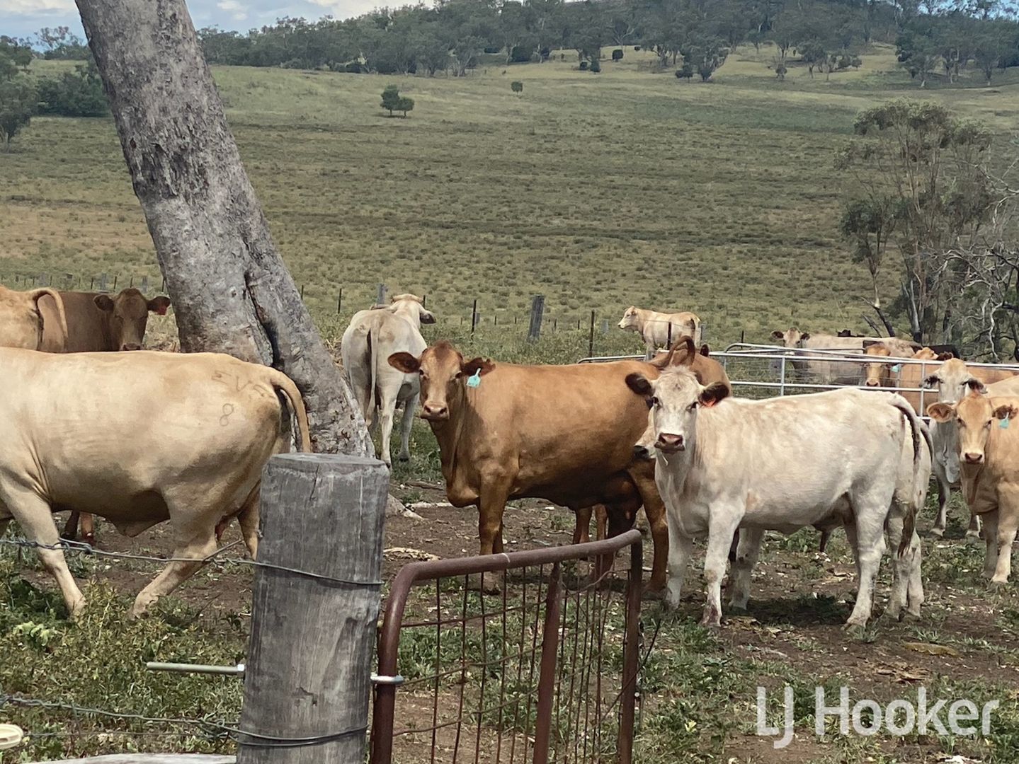 Yetman Road, Warialda NSW 2402 - House for Sale | Domain