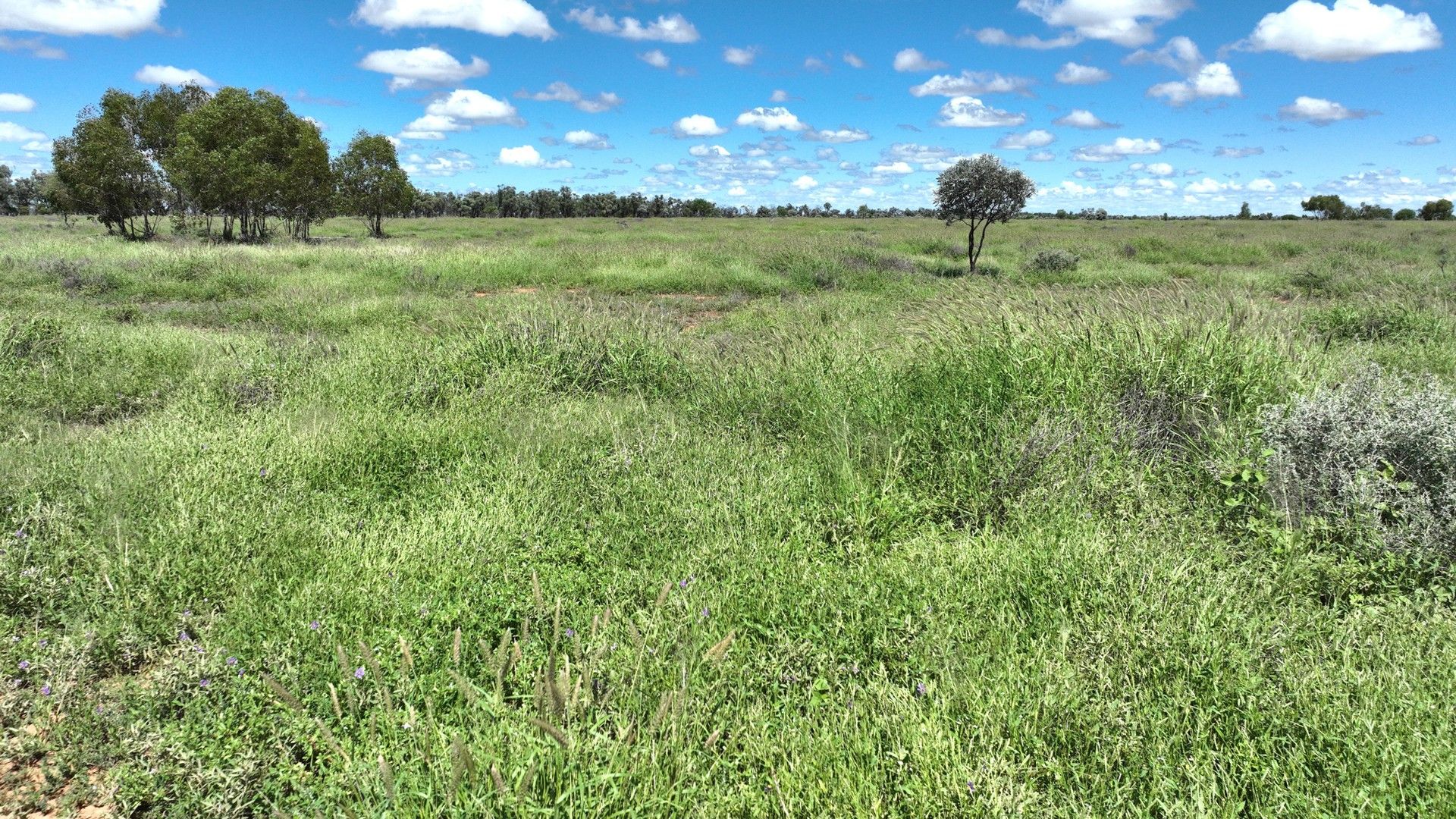 Bollon QLD 4488 - House for Sale | Domain