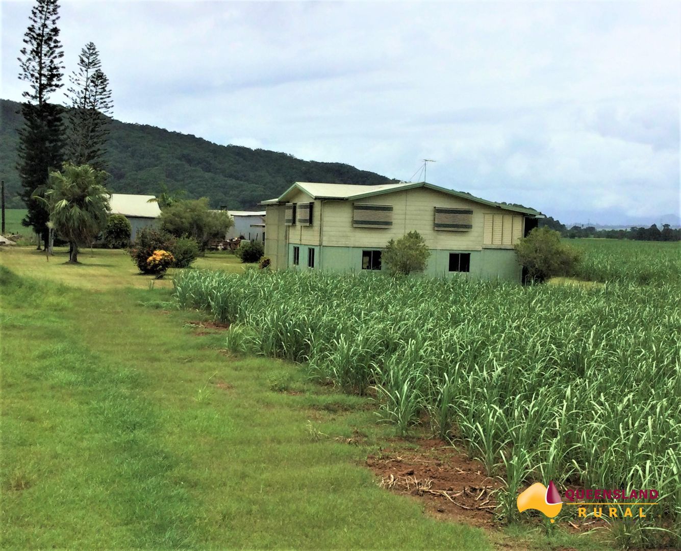 36 Cataldo Road, Boogan QLD 4871 - Specialist Farm for Sale - $1,500,000