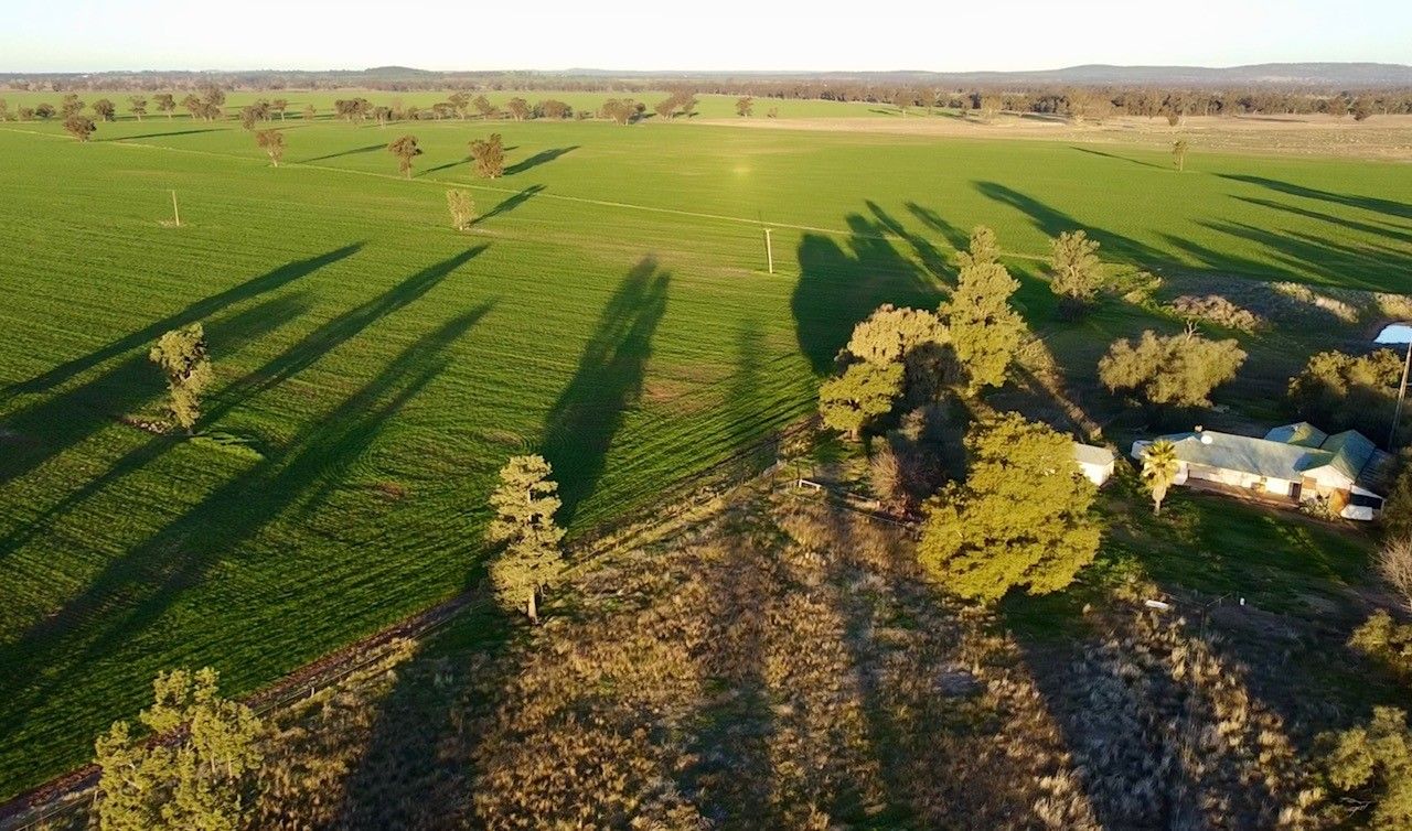 Longhurst Road, Bribbaree NSW 2594 - House for Sale | Domain
