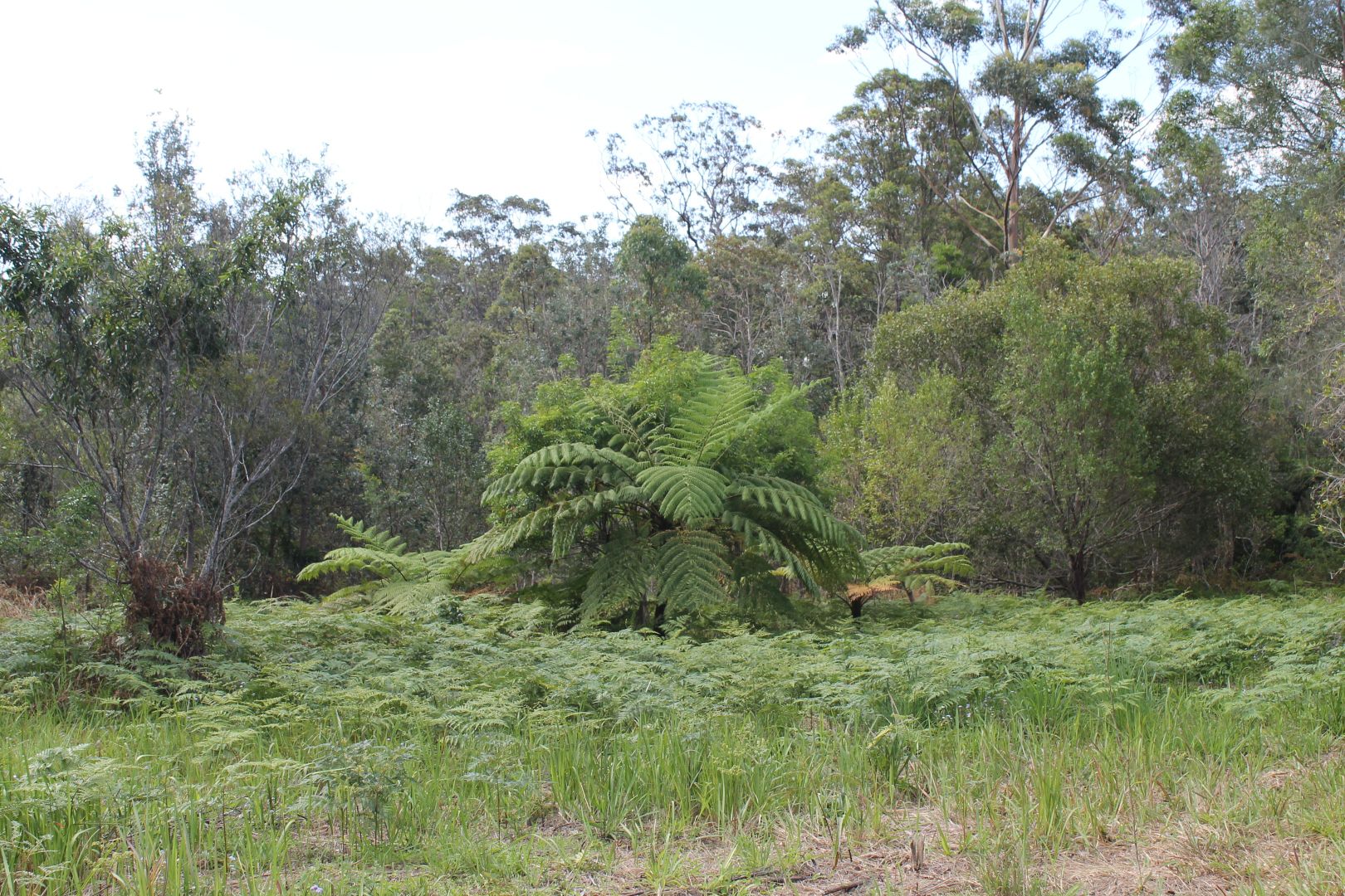 Lot 13 DP1176070 Shortcut Road, Raleigh NSW 2454 | Domain