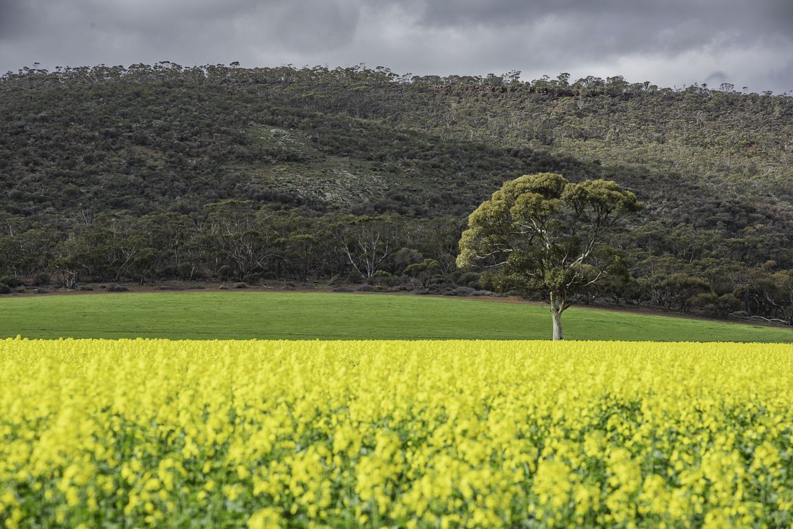 Lake Hinds Road North, Wongan Hills WA 6603 - House for Sale | Domain