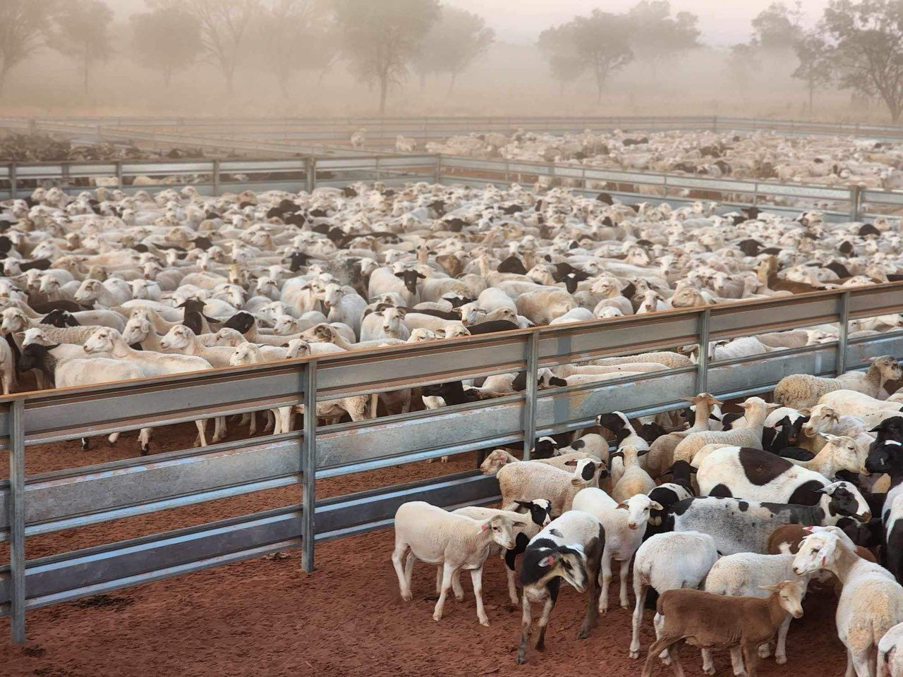 5643 Pitherty Road, Eulo QLD 4491 - House for Sale | Domain