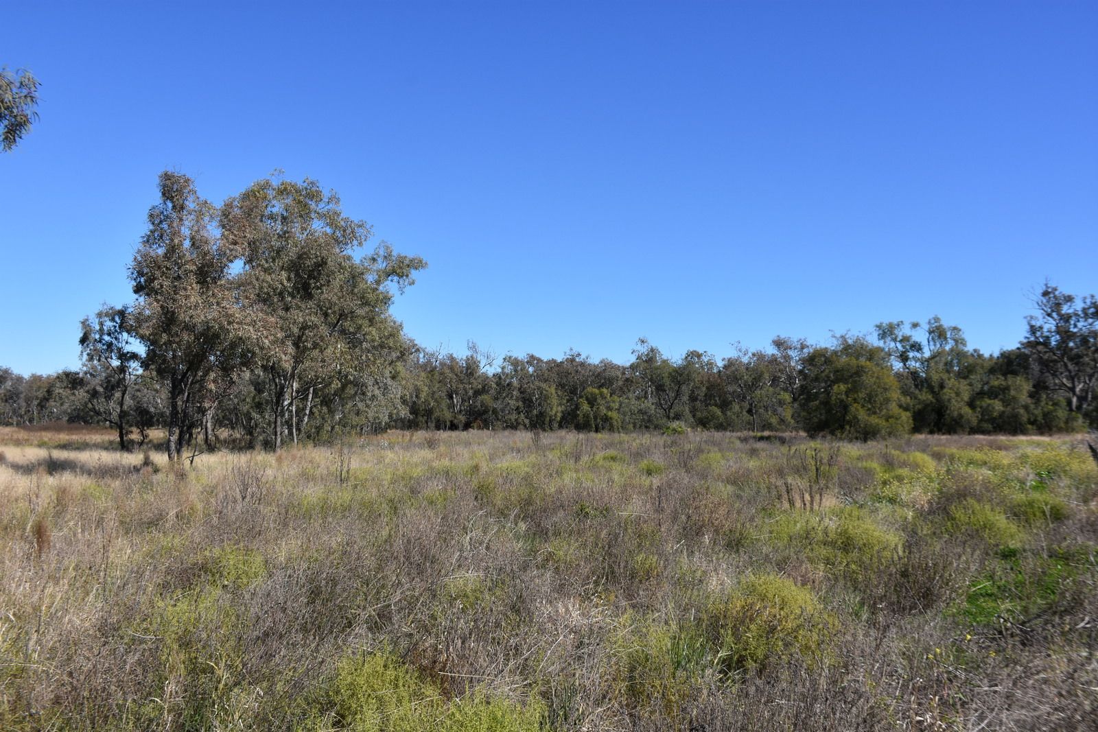 Lot 4 DP1107721 Mallee Road, Moree NSW 2400 | Domain