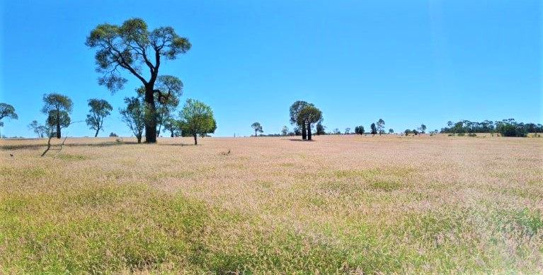 'Omeo' 1183 Westgrove Road, Injune QLD 4454 - House for Sale | Domain