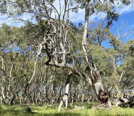 Lot 134 Redgum Road, Coulta SA 5607 - Vacant Land for Sale - $230,000