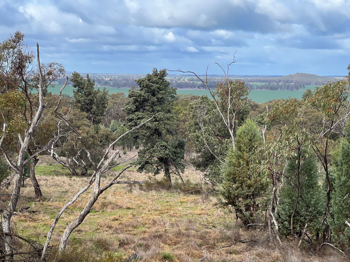 Mt Alma and Beulah, Condobolin NSW 2877 - House for Sale | Domain