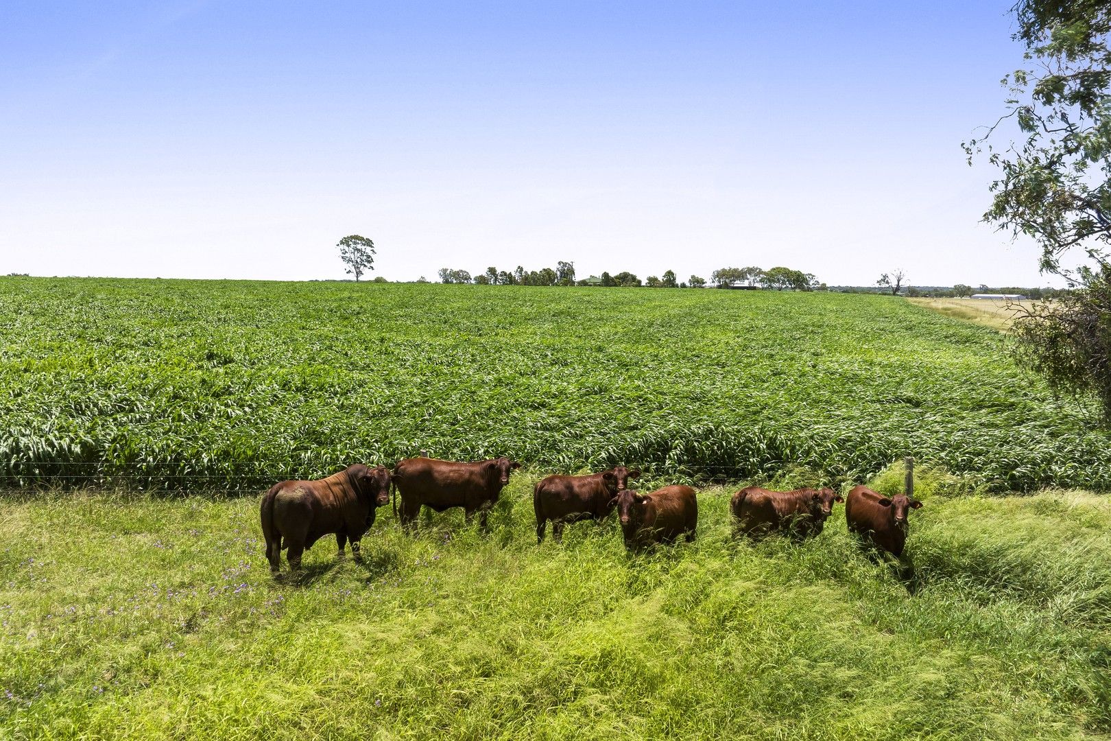 2266 Toowoomba - Cecil Plains Road, Biddeston QLD 4401 - House for Sale