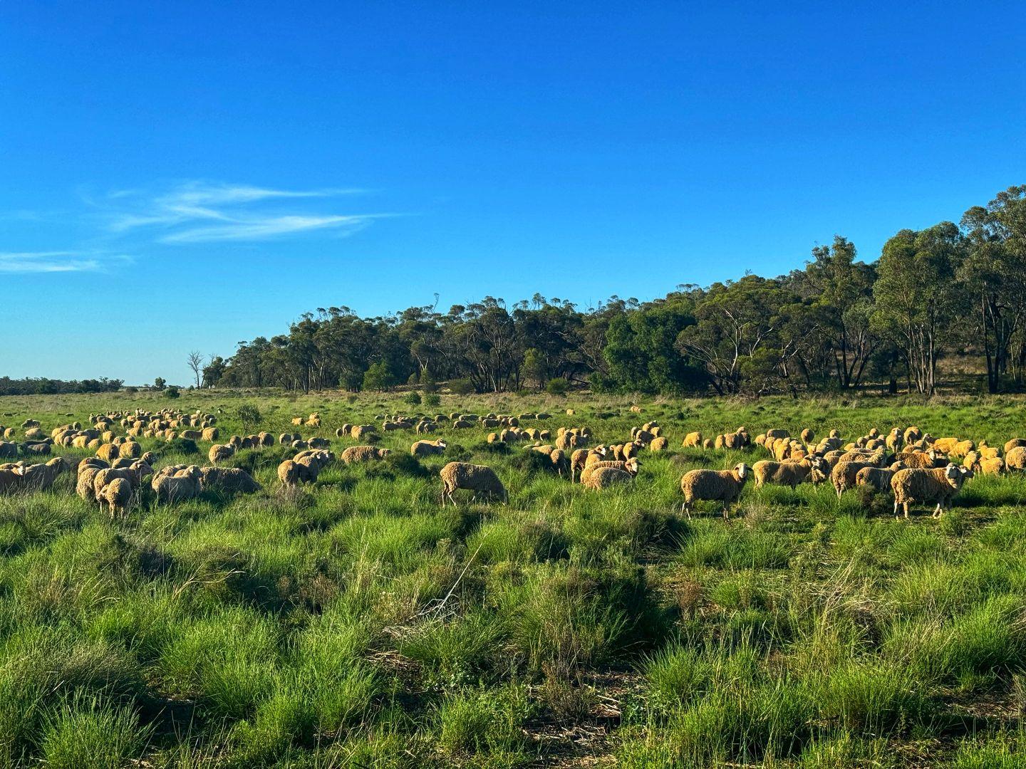 981 Myamley Road, Tottenham NSW 2873 - Specialist Farm for Sale