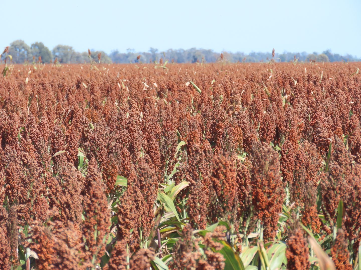 341 Boonarga Inverai Road, Boonarga QLD 4413 - Specialist Farm for Sale