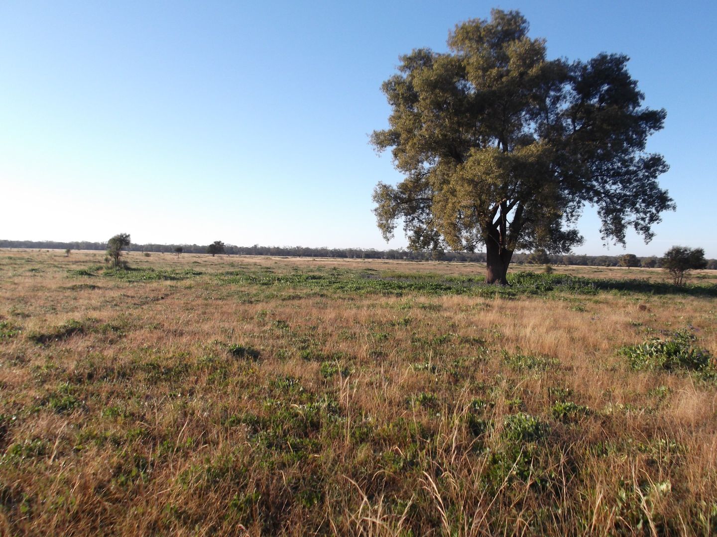 4836 The Bogan Way , Tottenham | Property History & Address Research ...