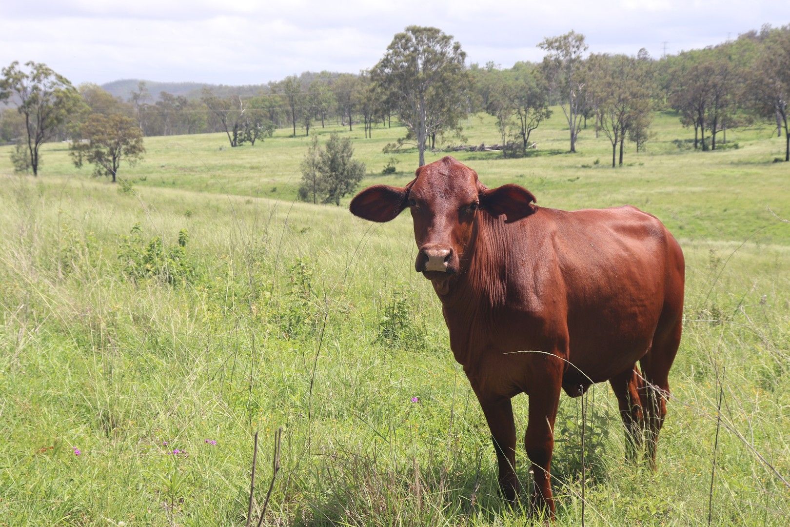 Serpentine Creek Wide Bay Highway, Woolooga QLD 4570 - House for Sale